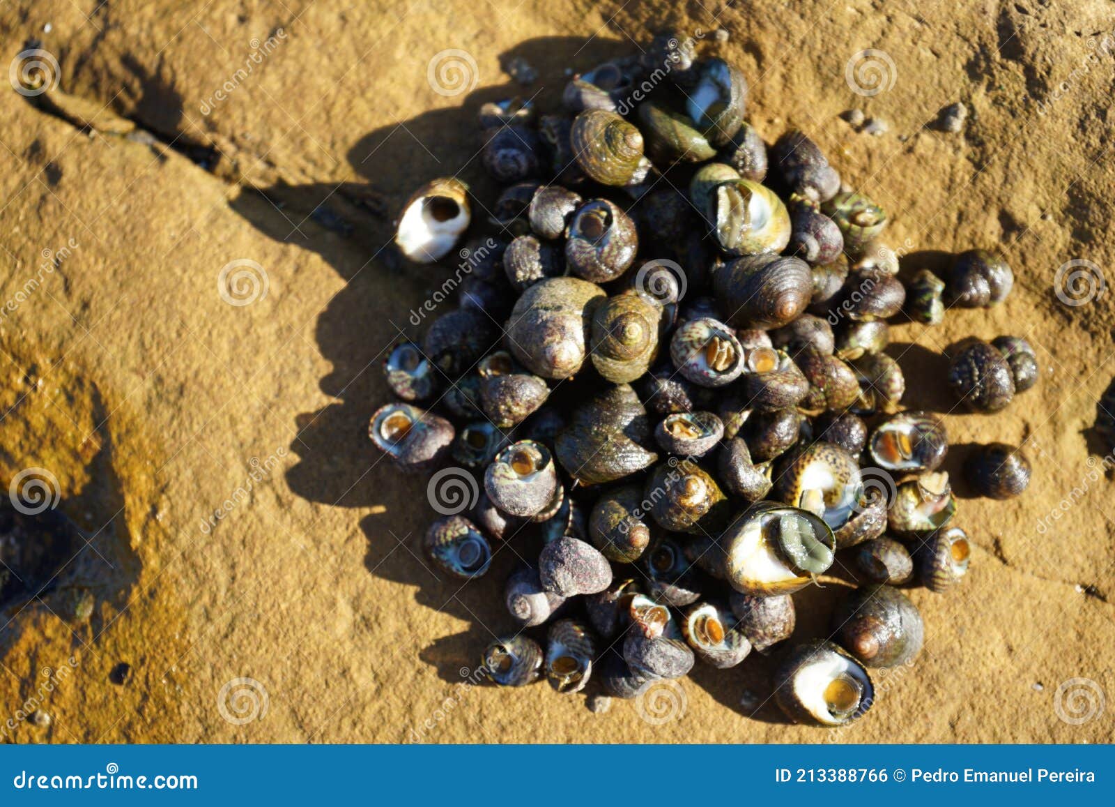 Set of Hand-shaped Sea Snails Placed on Top of a Rock Stock Photo ...