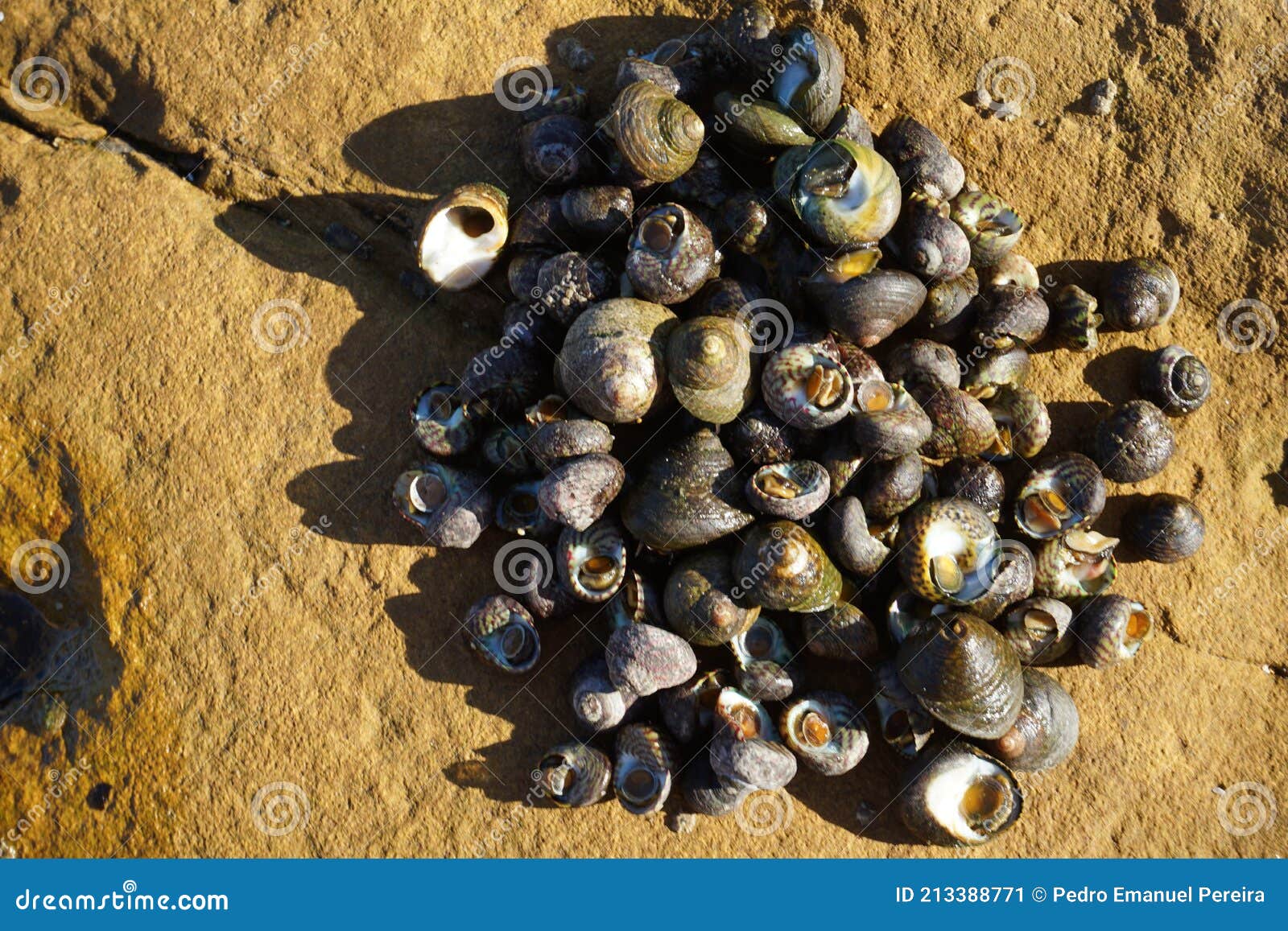 Set of Hand-shaped Sea Snails Placed on Top of a Rock Stock Image ...