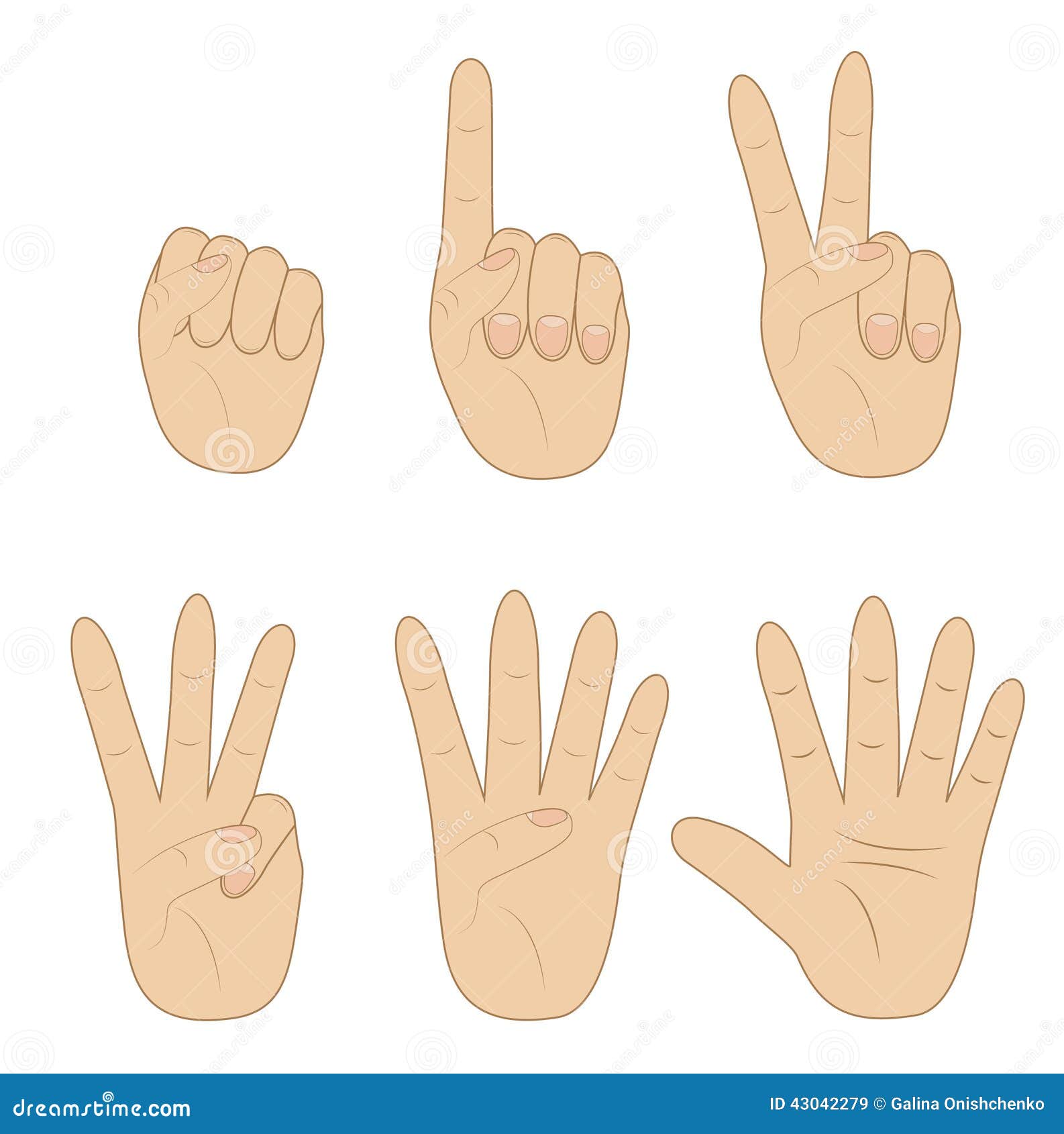 Set Hand, Showing Different Number on White Background Stock Vector ...