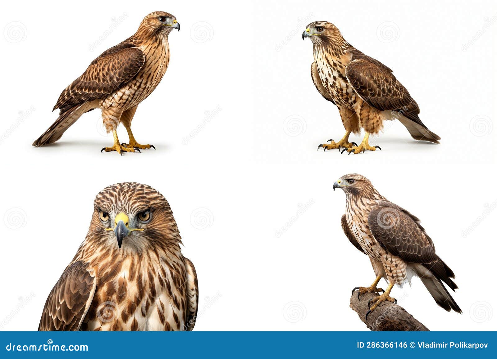 Set of Hawks Isolated on White Background Stock Illustration ...