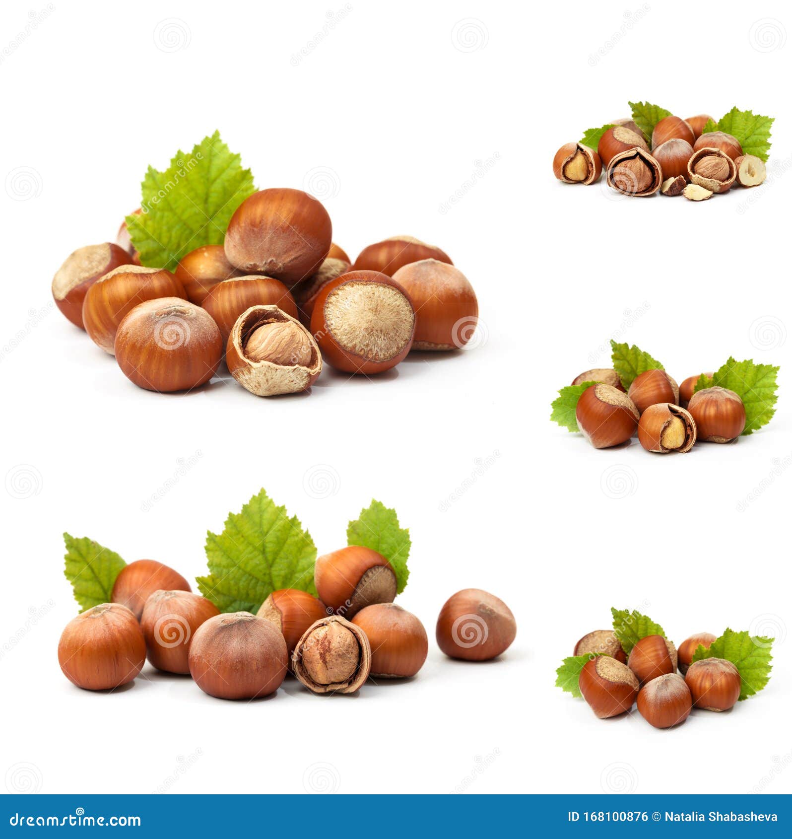 Set of Hazelnut Nut Many Leaves Isolated on a White Background As a ...