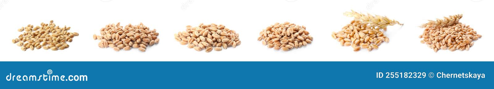Set with Heaps of Wheat Grains on White Background. Banner Design Stock ...