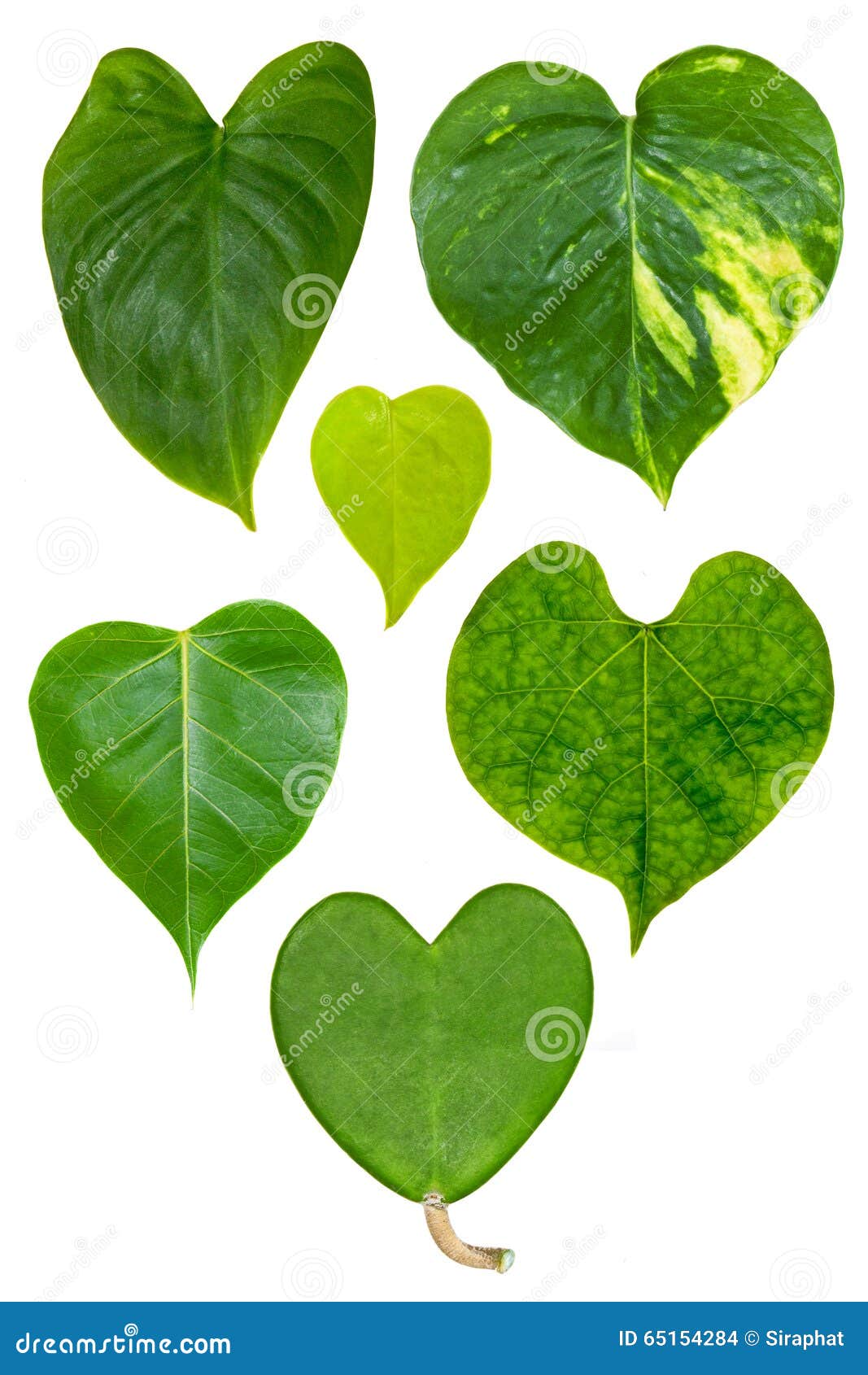 Set of heart shape leaves stock photo. Image of heart - 65154284