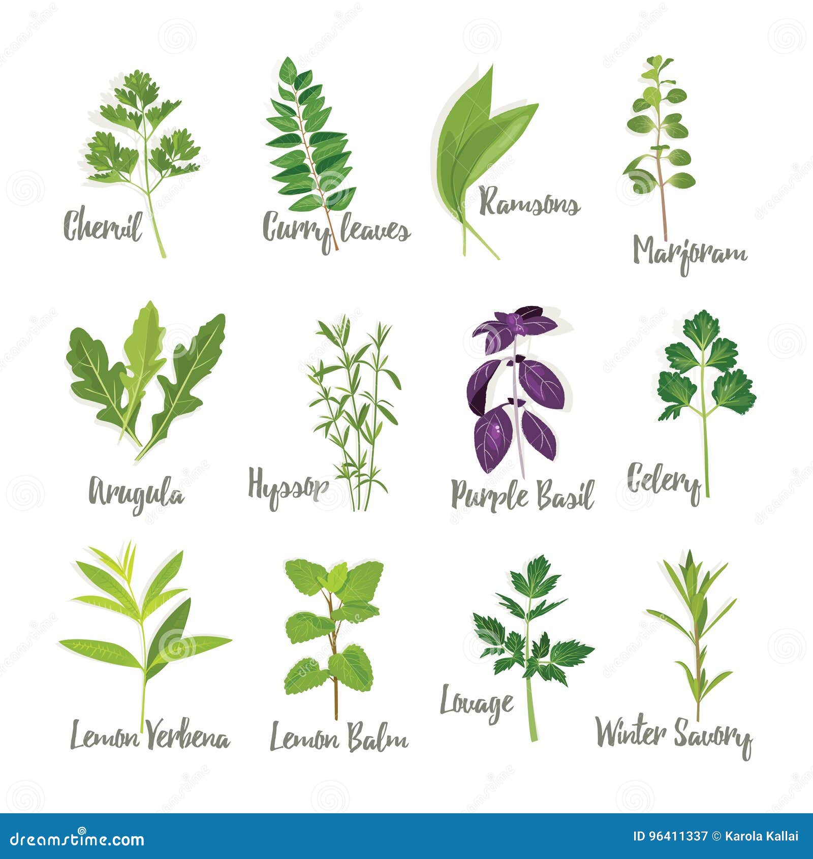 Set of herbs 2 isolated stock vector. Illustration of hand - 96411337