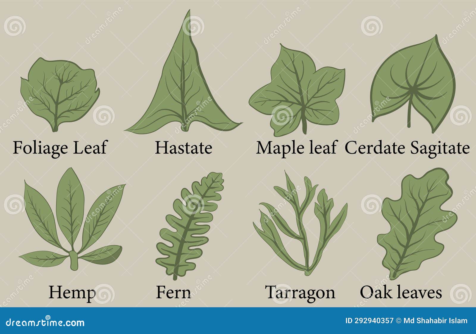 Set with Herbs, Leaves, Botanical Plants Leaf Vector Art with Name ...