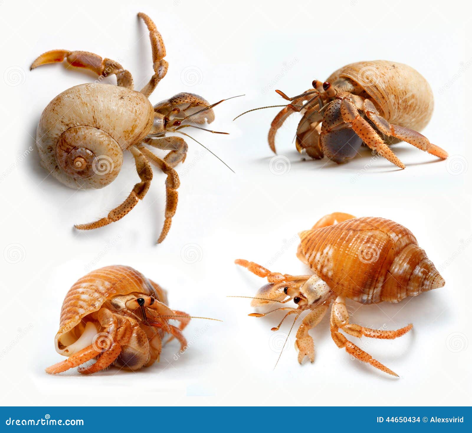 188 Crabs Set Stock Photos - Free & Royalty-Free Stock Photos from ...