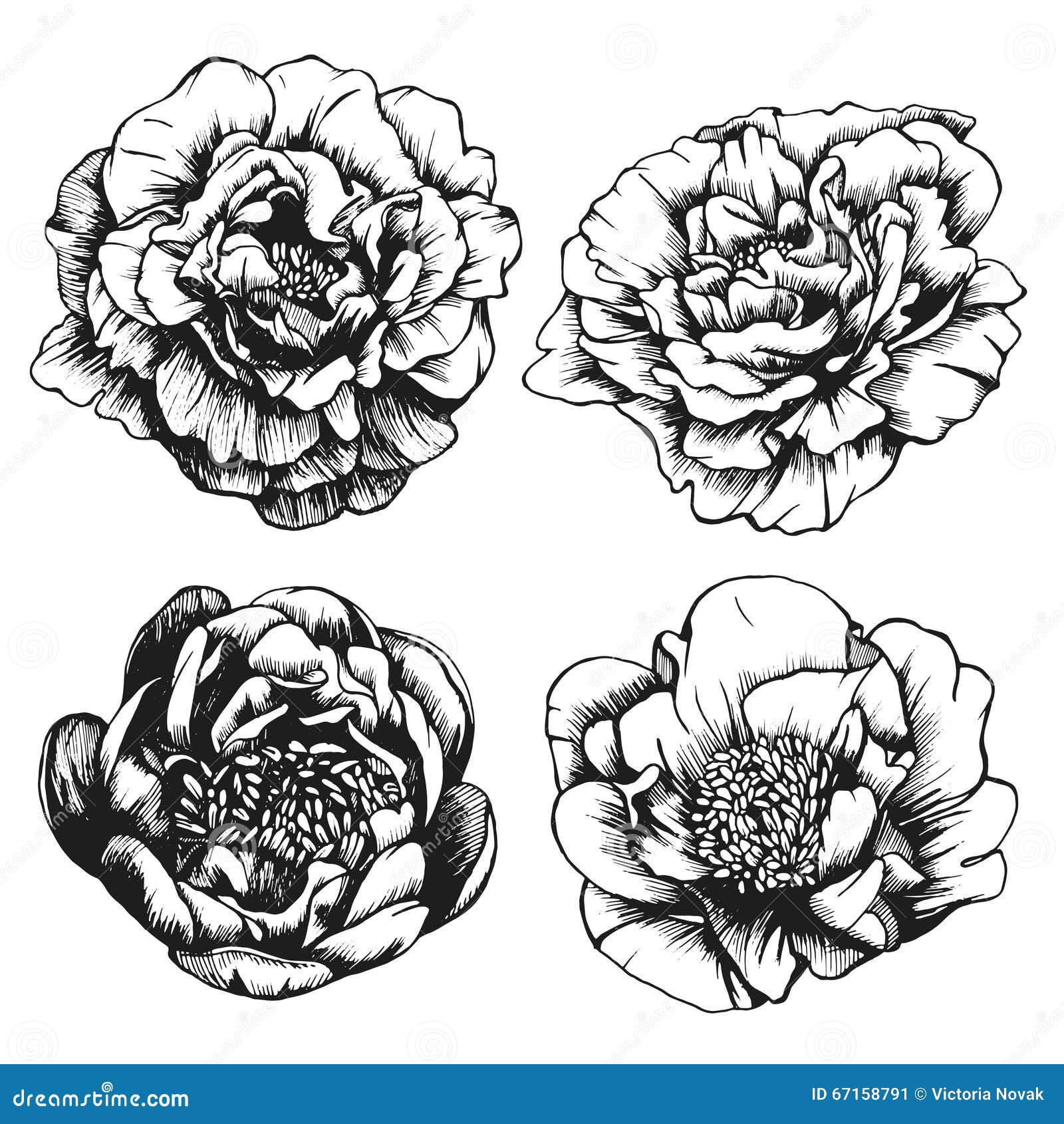 Set of Highly Detailed Hand-drawn Peonies Stock Vector - Illustration ...