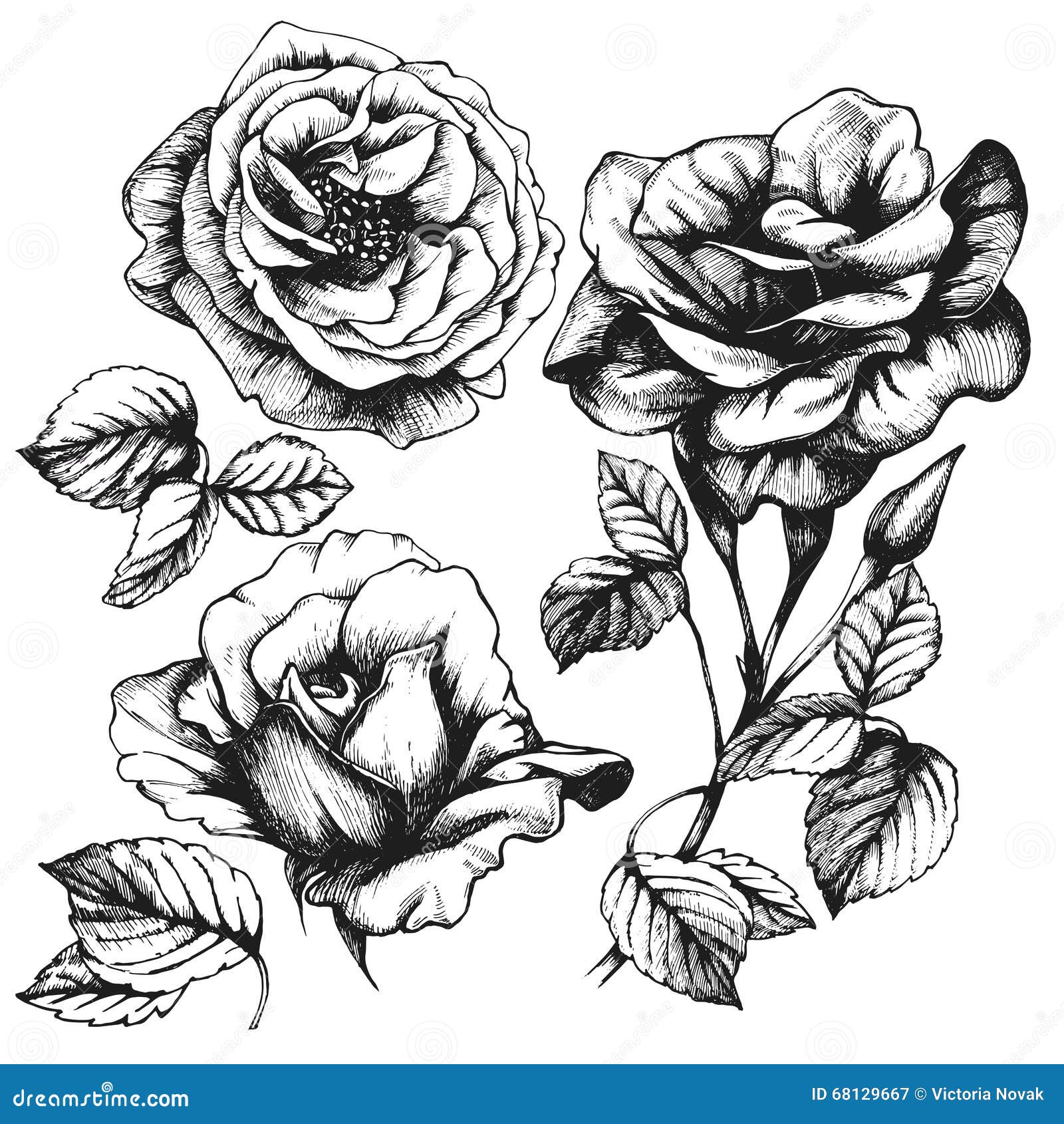 Set of Highly Detailed Hand-drawn Roses. Stock Vector - Illustration of ...