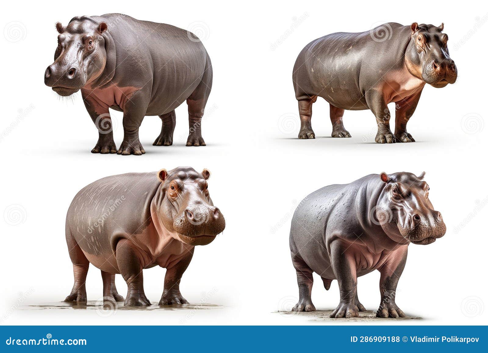 A Group Of Hippos In A Synchronized Swimming-like Formation Royalty ...