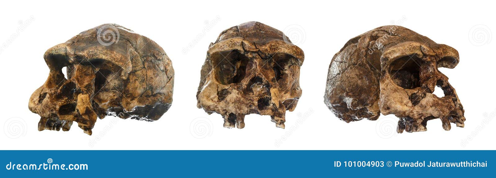 Set of Erectus Skull . Discovered in 1969 in Sangiran , Java ...