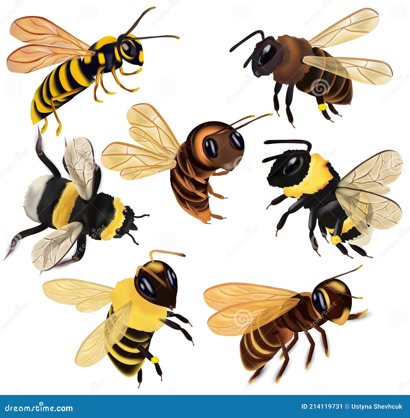 Set Honey Bee, Wasp, Hornet, Bumblebee from Different Angles on White ...