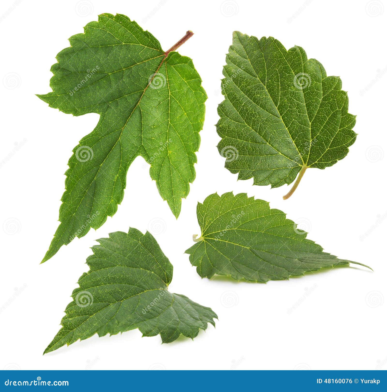 Set of Hop Leaves Isolated on the White Background Stock Photo - Image ...