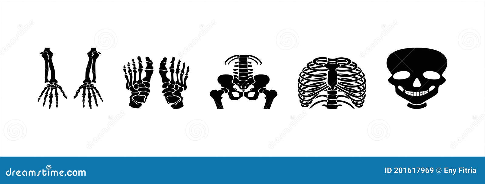 Set Of Human Bone And Joint. Cartoon Icon Design Template With Various ...