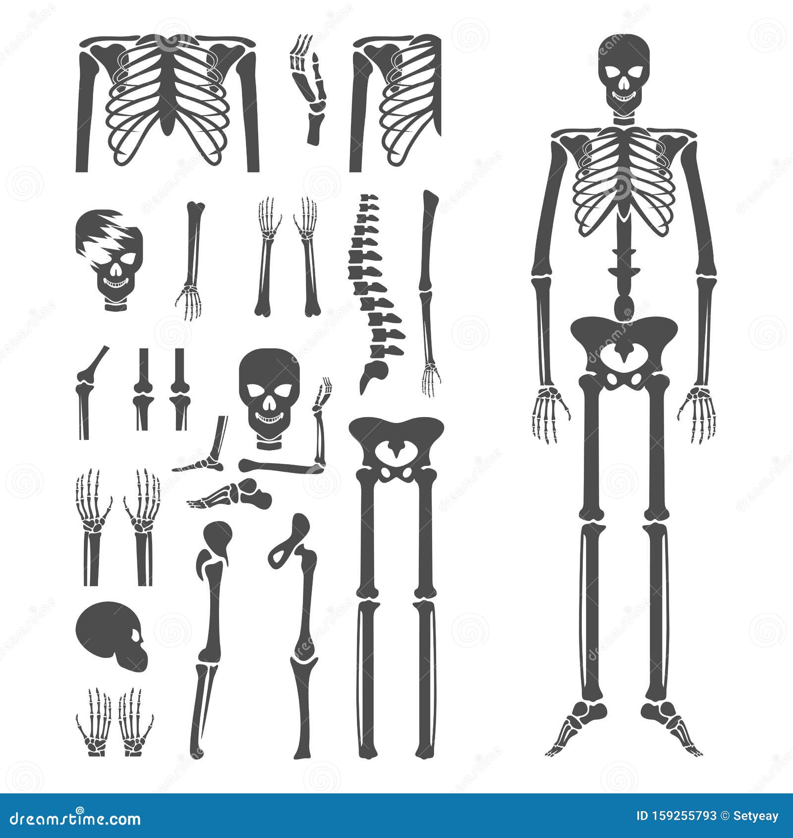 Set Of Orthopedic And Skeleton Bones Symbols. Vector Pelvis, Knees ...