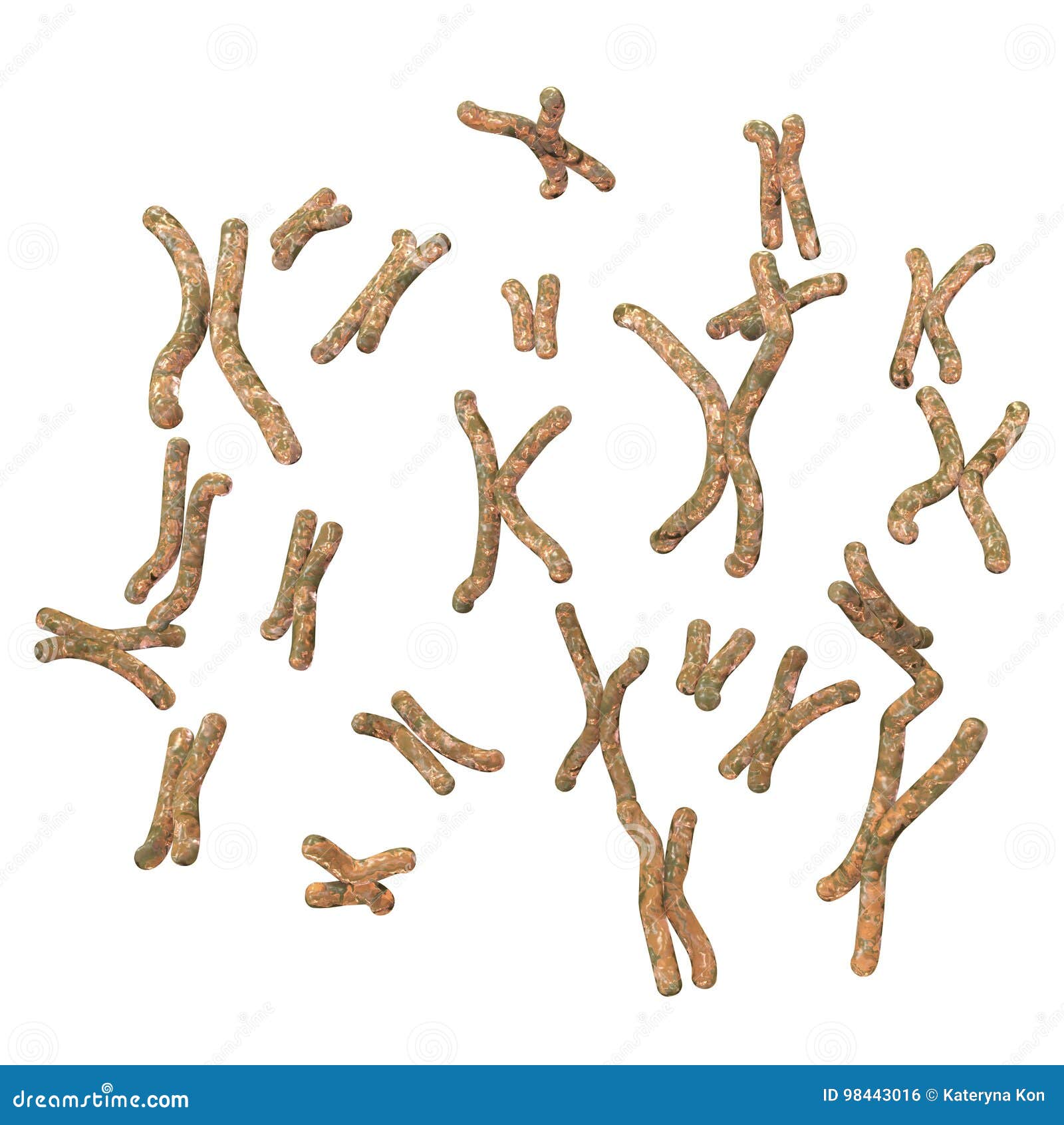 Set of Human Chromosomes, Female Karyotype Stock Illustration ...