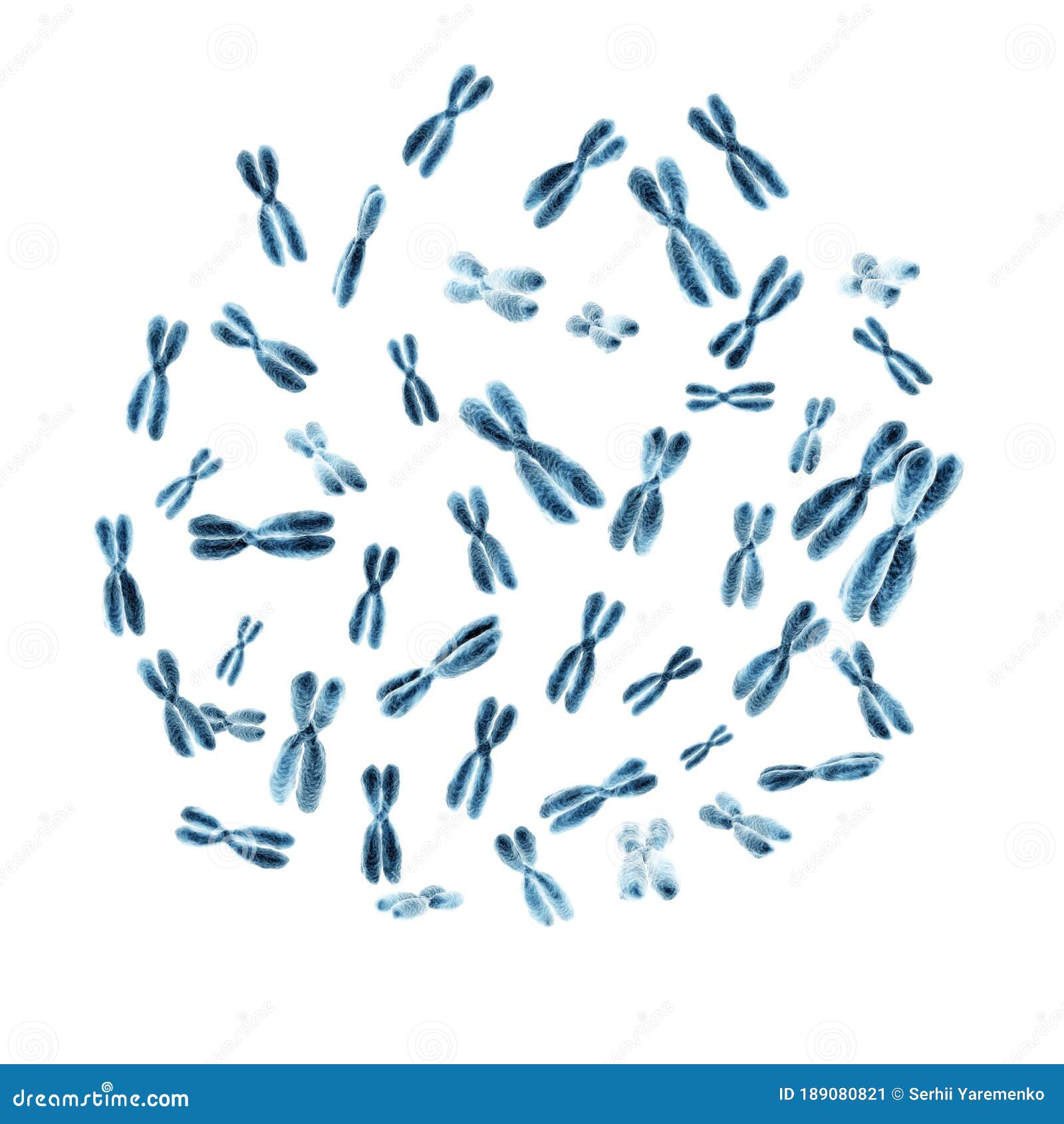 Set of human chromosomes stock illustration. Illustration of genetics ...
