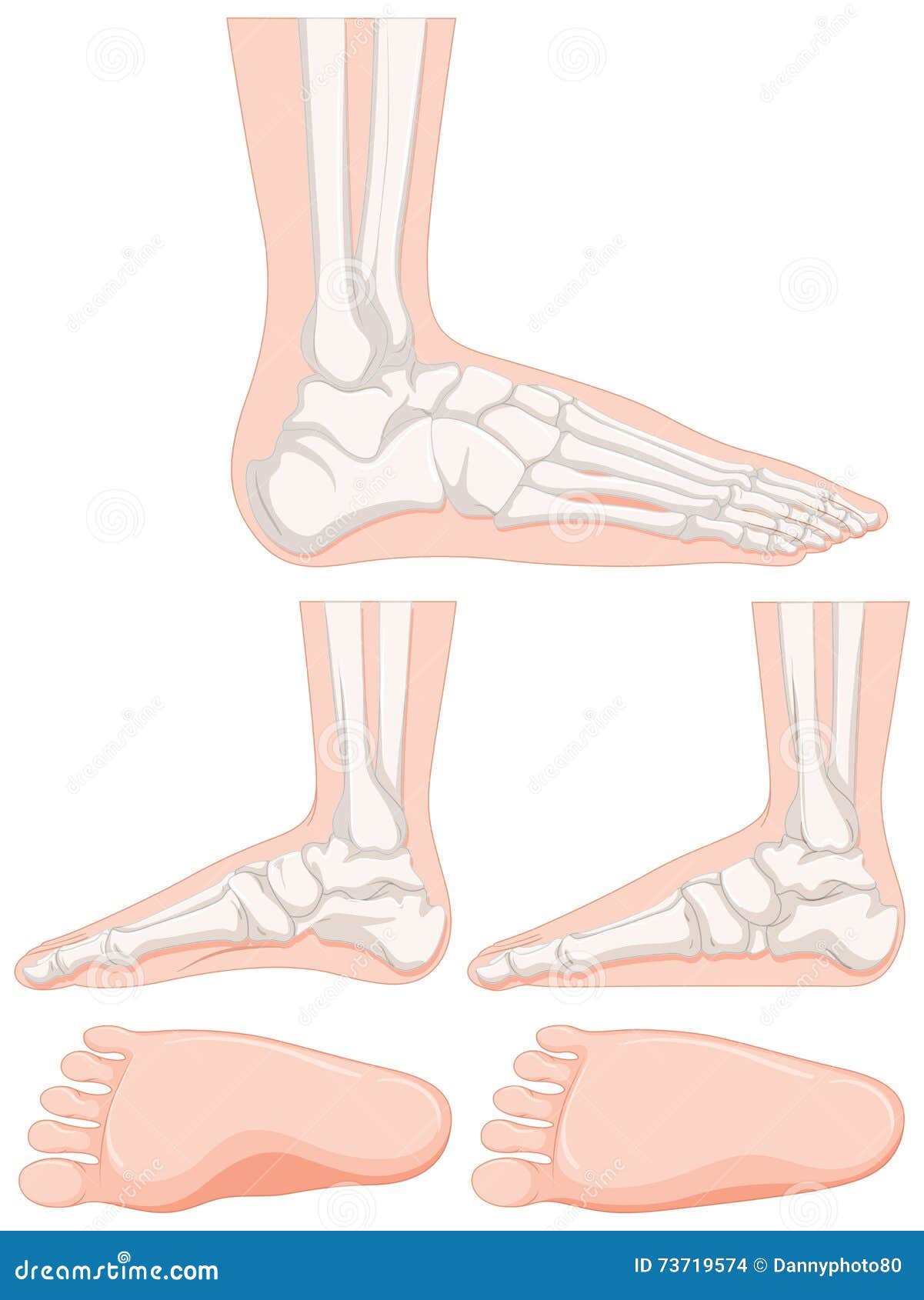 Foot Bone Anatomy Cartoon Vector | CartoonDealer.com #171275073
