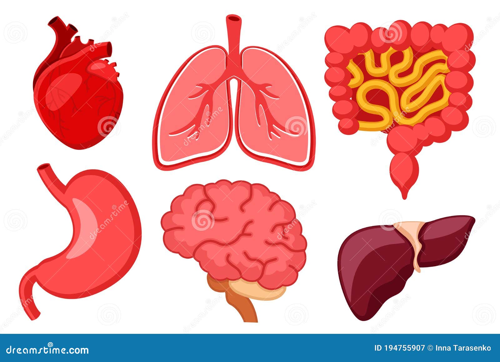 Set of Human Internal Organs on White Background Stock Image - Image of ...