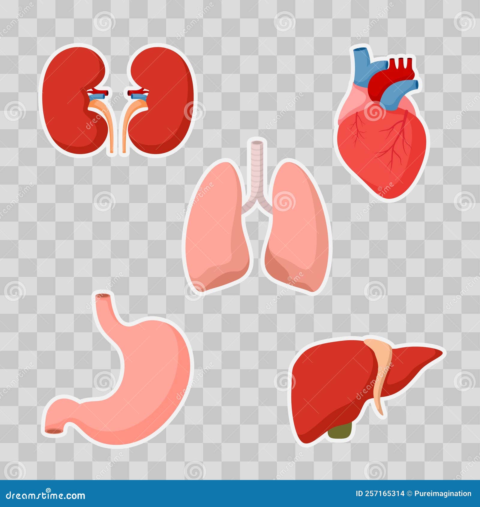 Set of Human Internal Organs Stock Vector - Illustration of kidneys ...