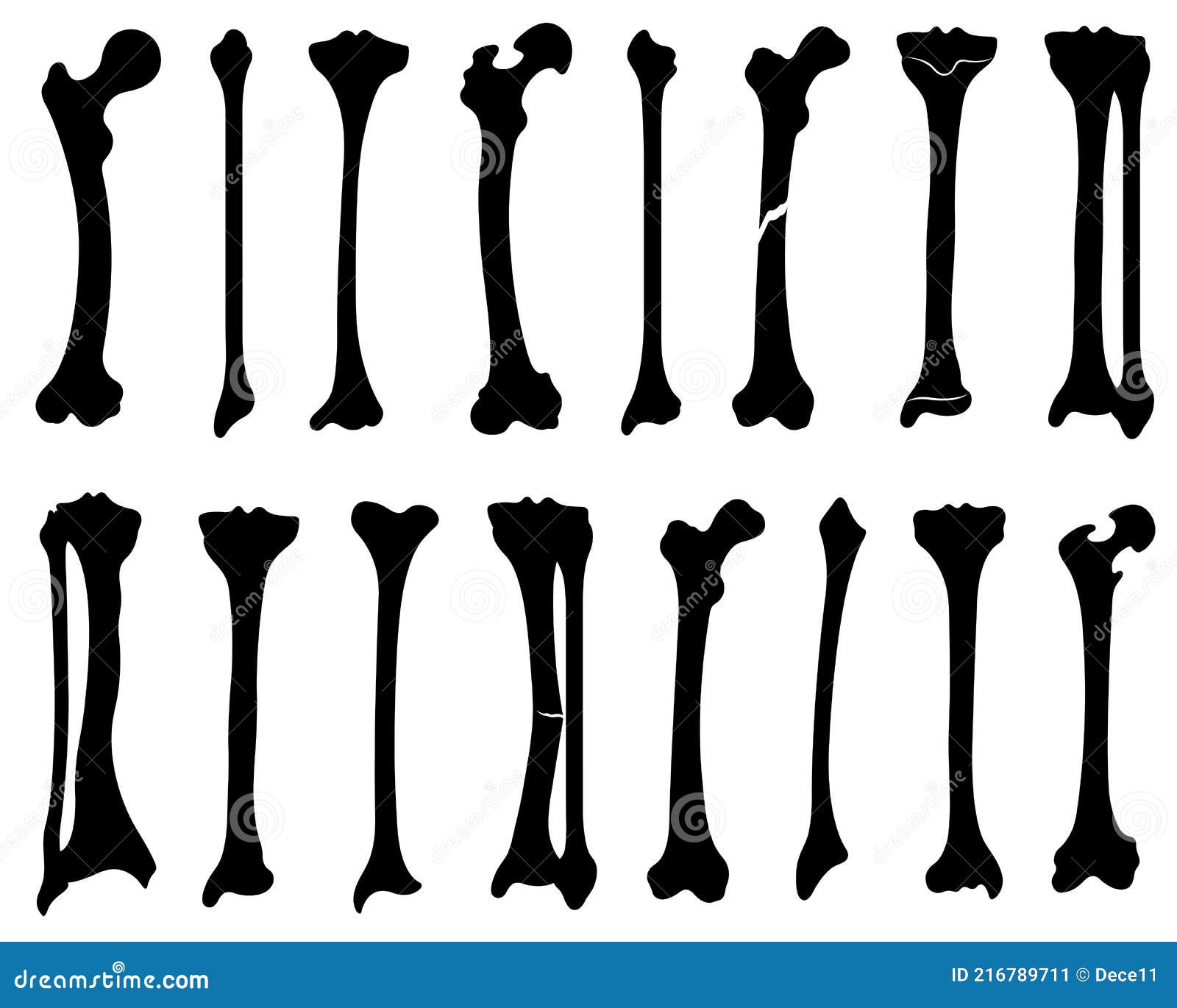 Set of human leg bones stock vector. Illustration of injury - 216789711
