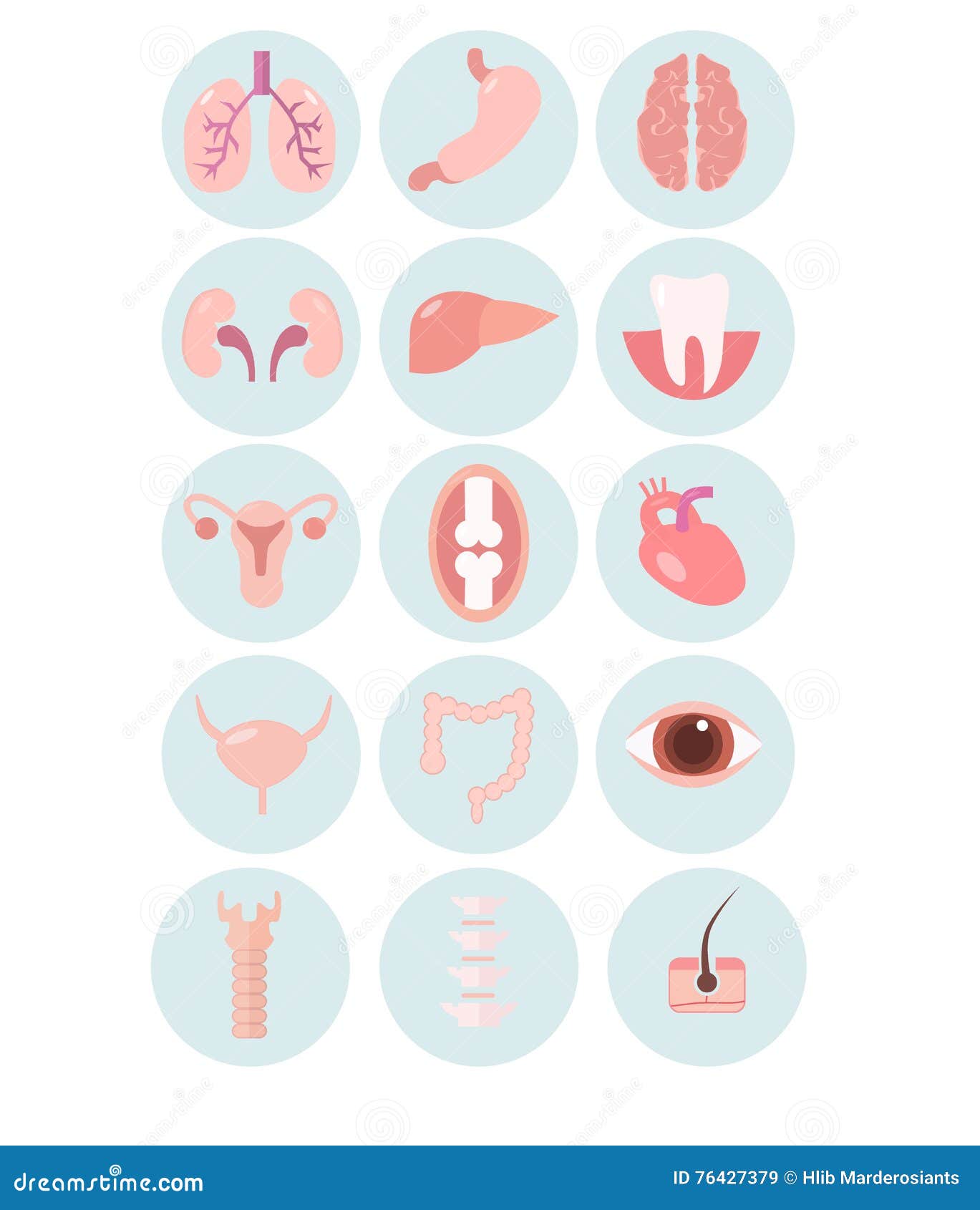 Set of Human Organs Colored , Flat Style , Illustration Stock ...