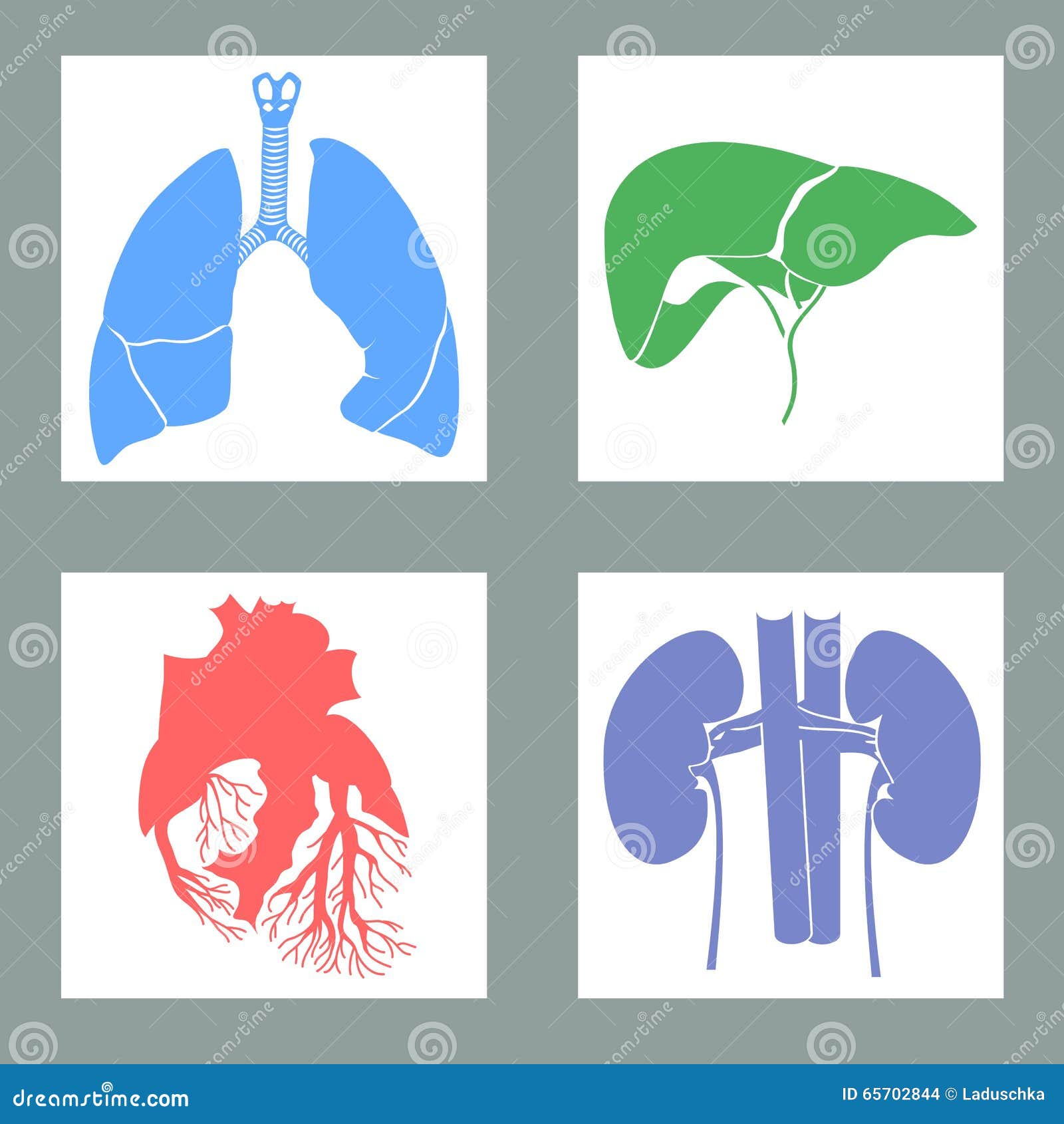 Set of human organs stock vector. Illustration of hepatology - 65702844