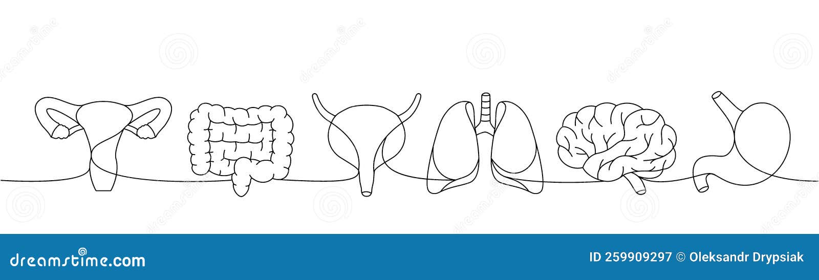 Set of Human Organs One Line Continuous Drawing. Lungs, Brain, Stomach ...