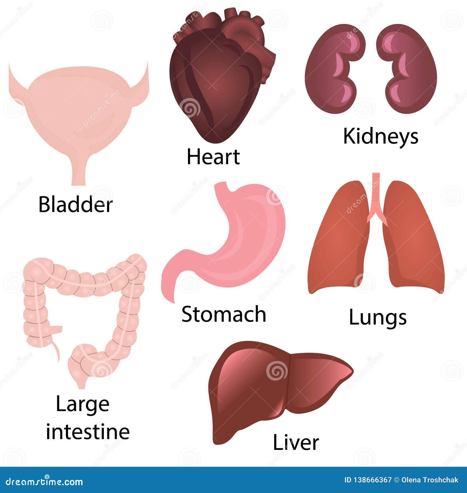 Set of Human Organs Vector Illustrations Stock Vector - Illustration of ...