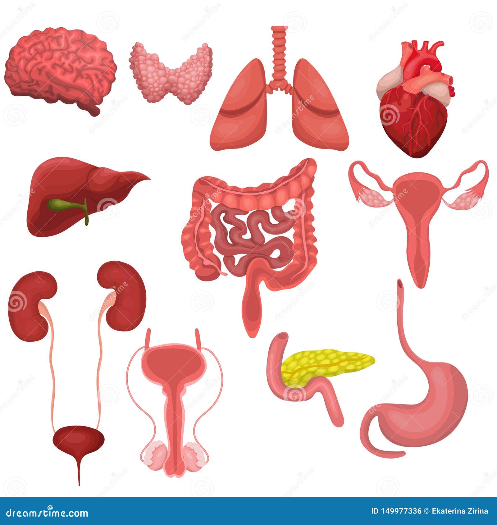 Human Testicles Stock Image | CartoonDealer.com #30165757