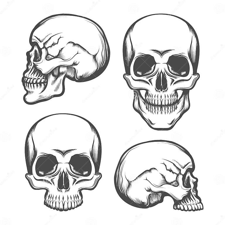 Human Skull Front and Side View Set Stock Vector - Illustration of ...
