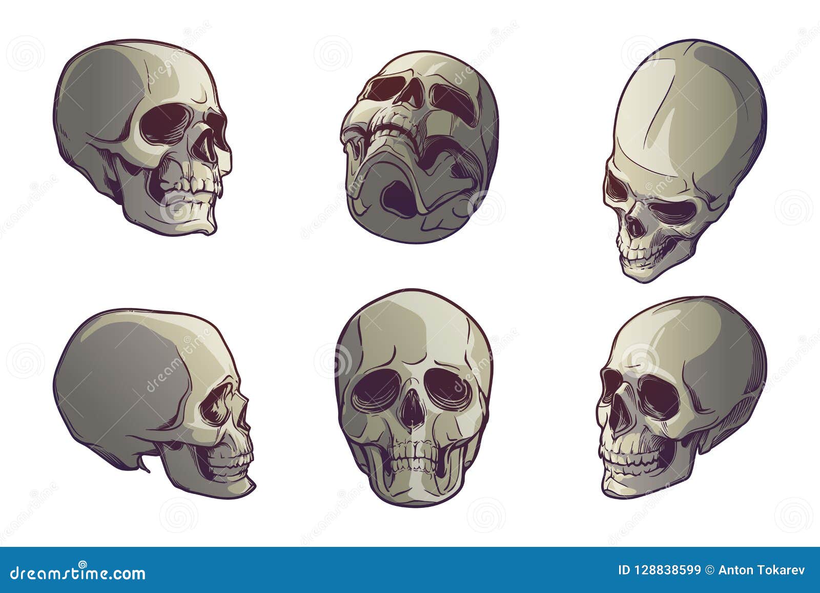 Human Skulls Drawings