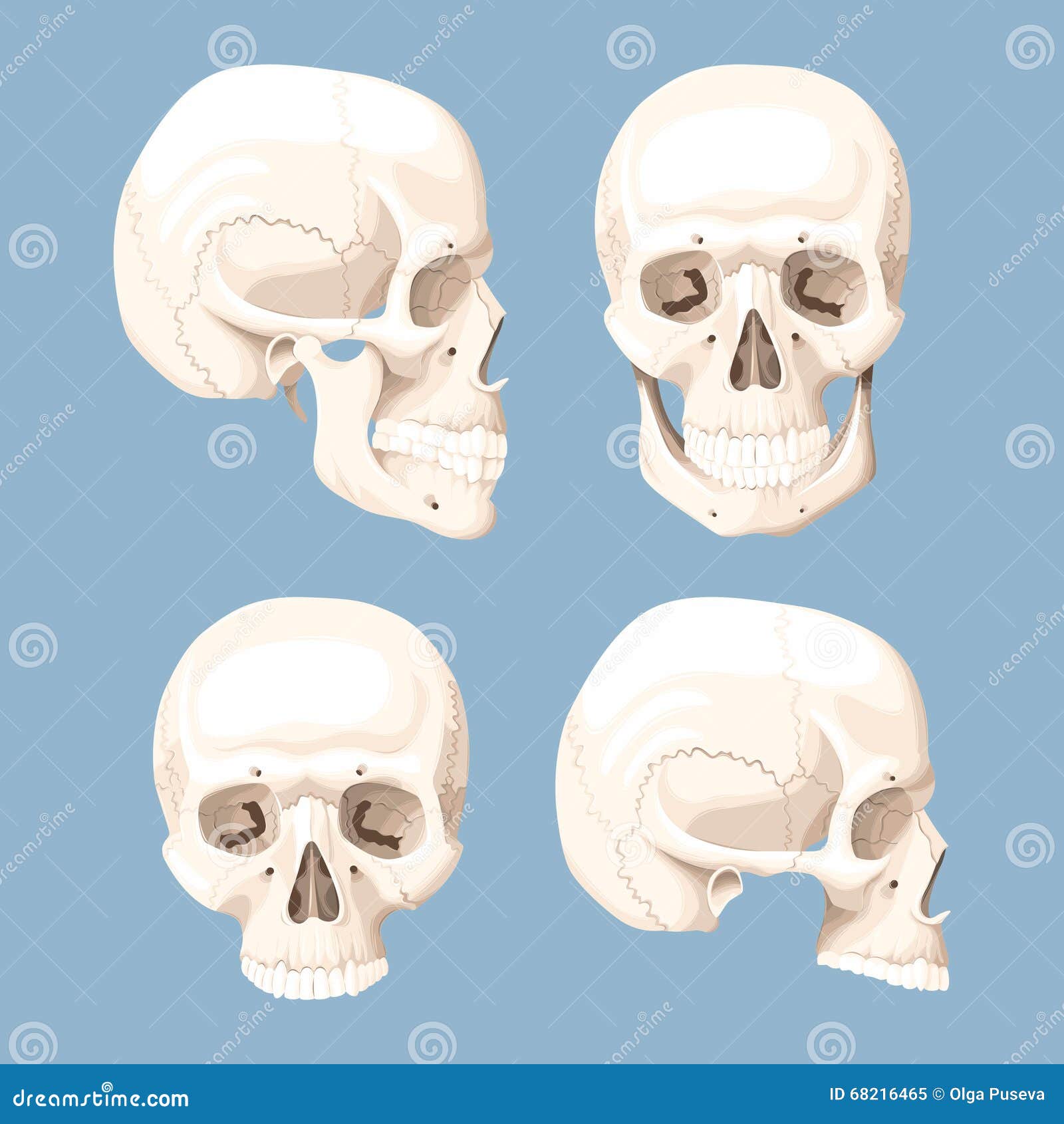 Set of human skulls stock vector. Illustration of style - 68216465