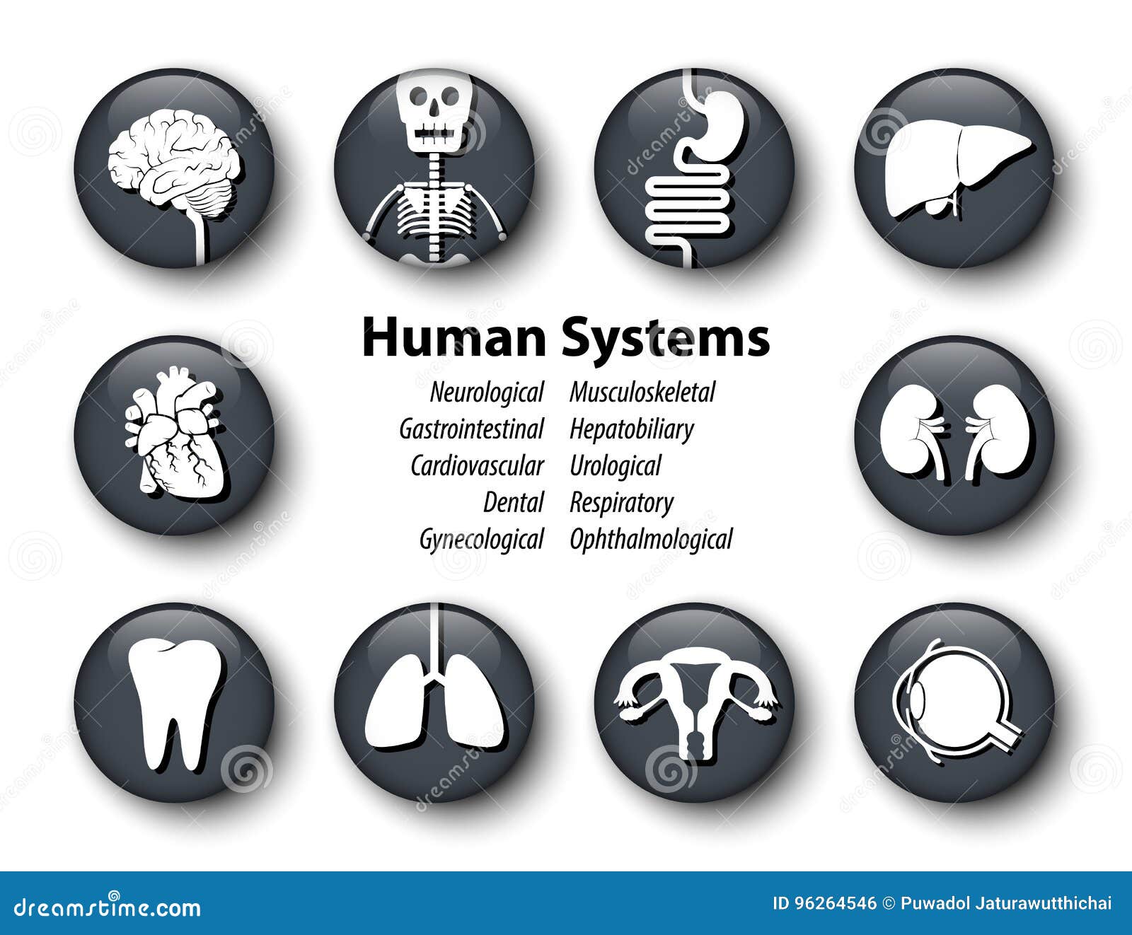 Set of Human Systems Icon . Round Glass Cover Design Stock Vector ...