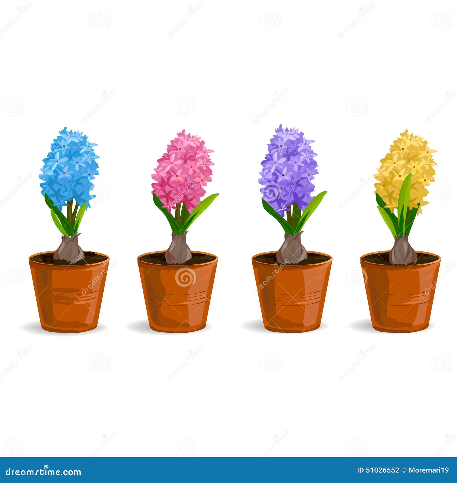 Hyacinth Flower On A White Background, Watercolor Illustration ...