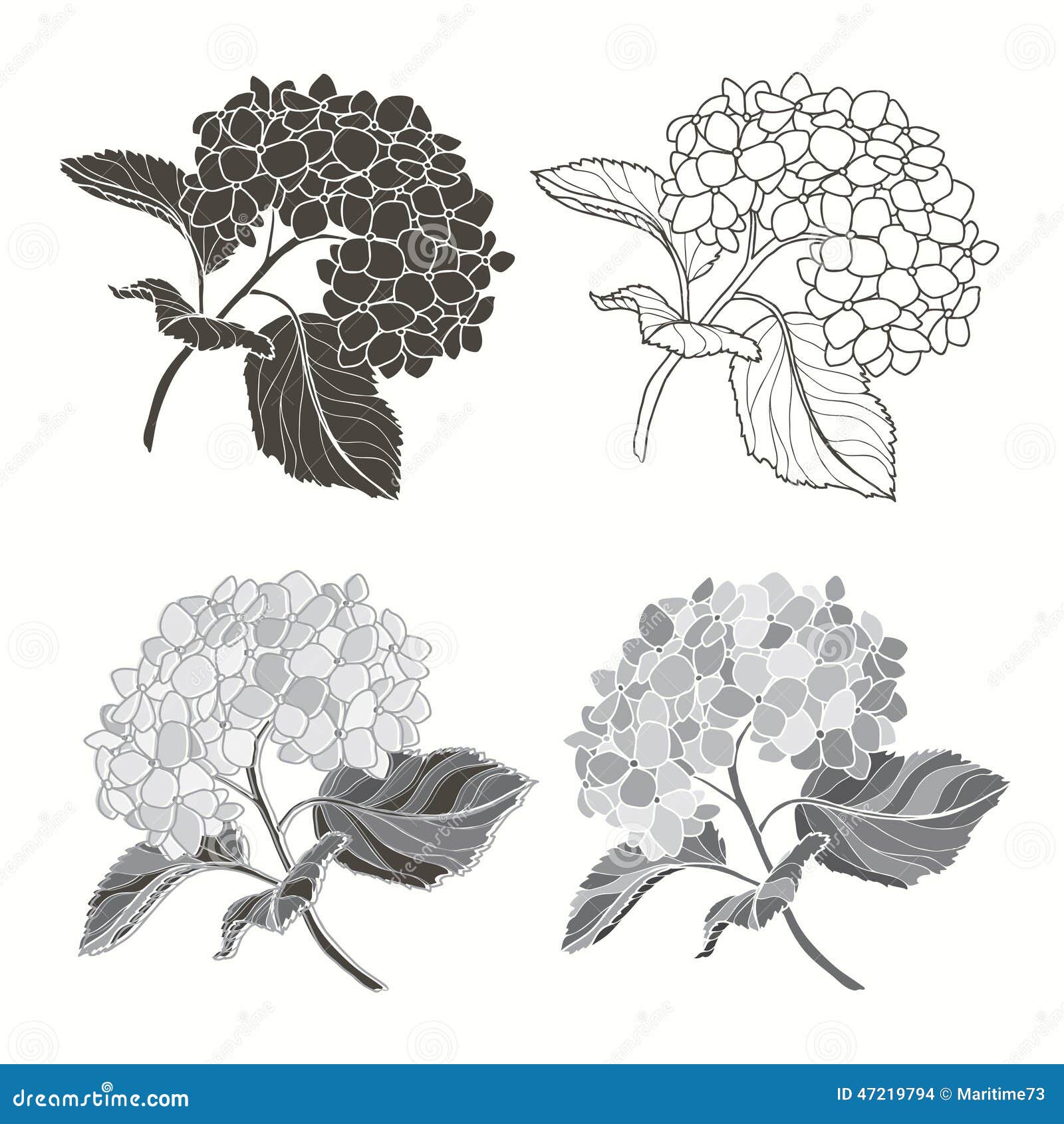 Set Of Hydrangeas Isolated On White Background Hand Drawn Vect Stock