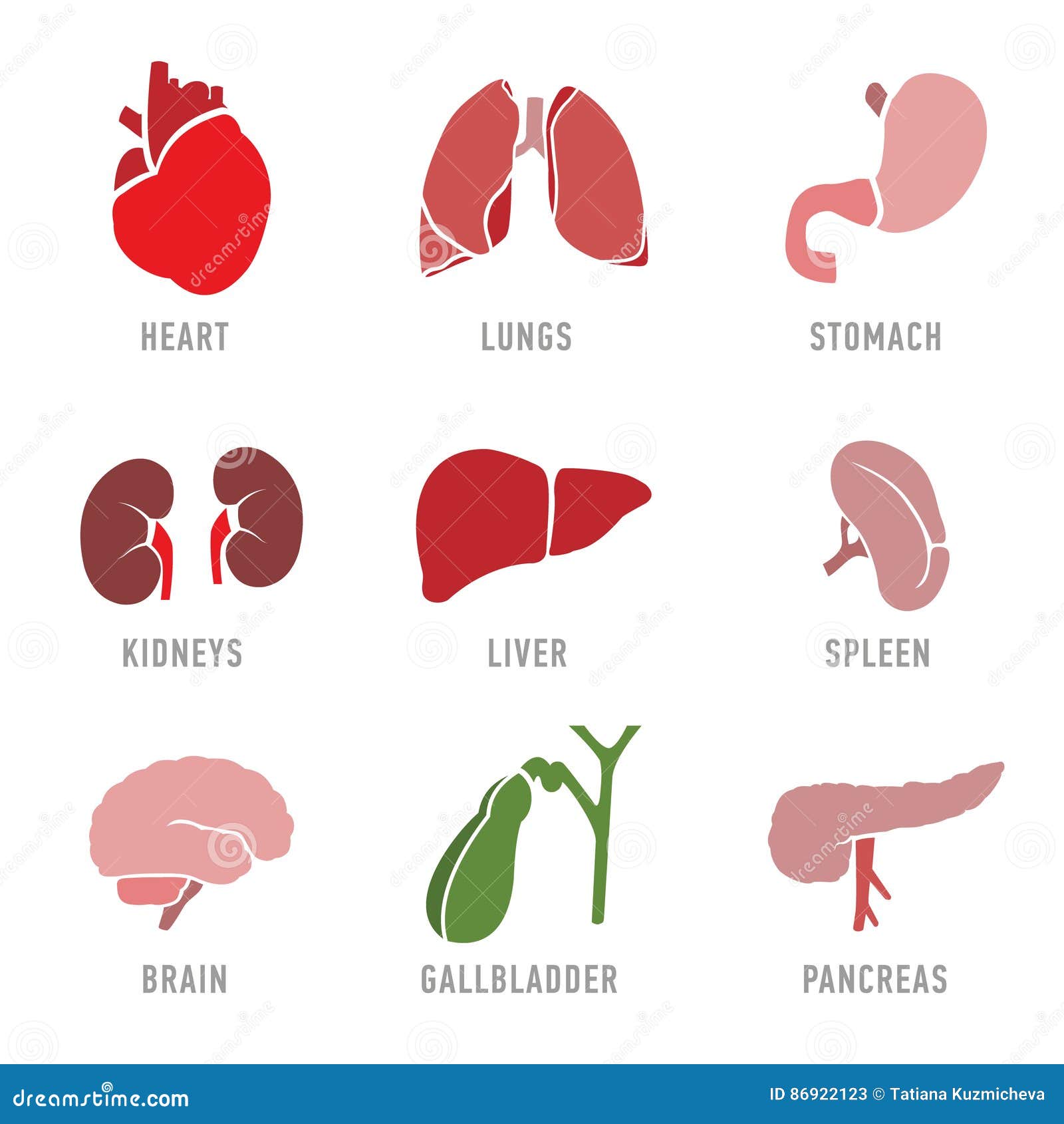 Set with Icons of Human Organs. Vector Stock Vector - Illustration of ...