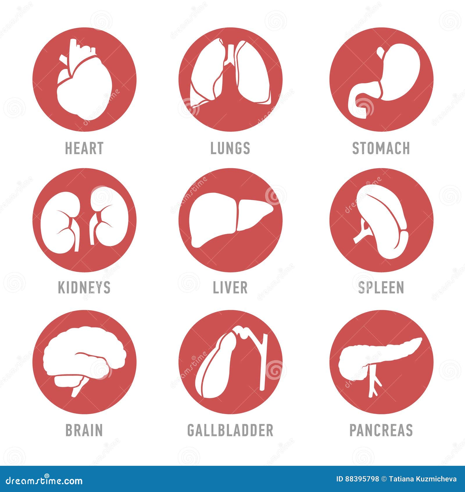 Set with Icons of Human Organs. Vector Stock Vector - Illustration of ...