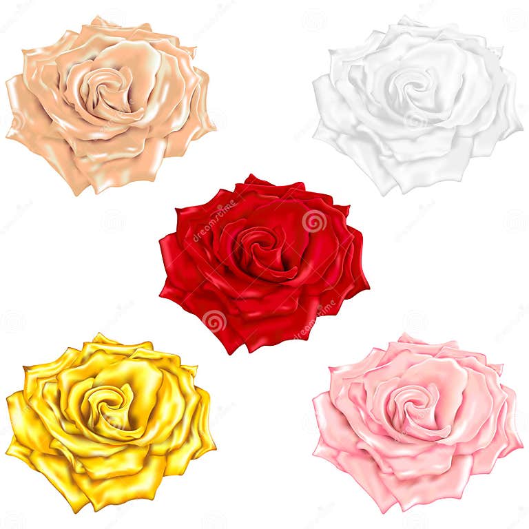 Set of Icons of Multi-colored Roses on a White Background.Vector ...