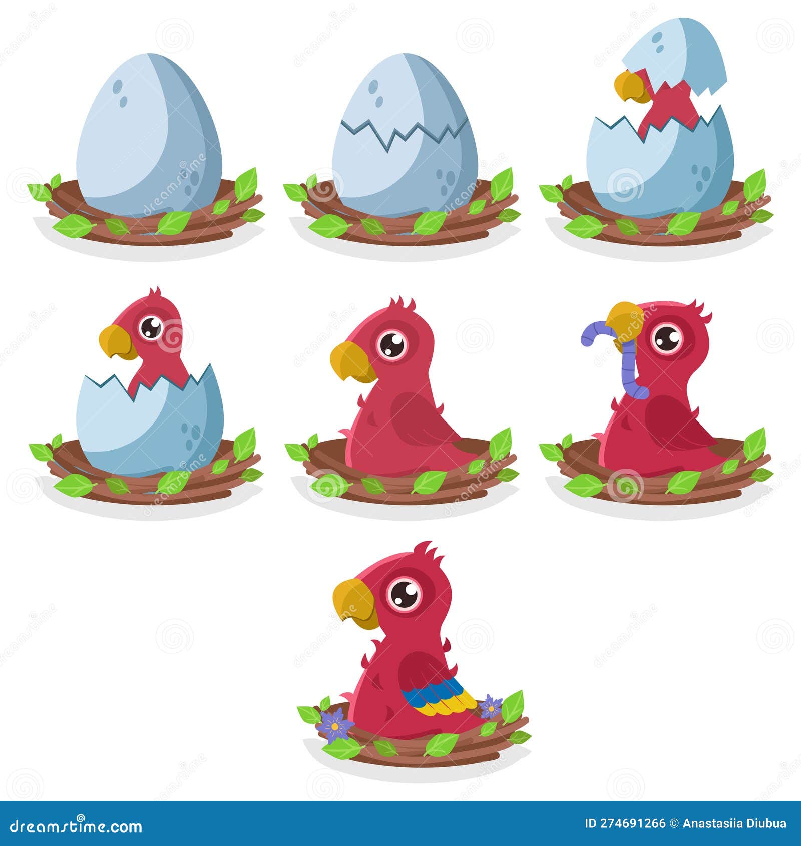 Set Of Illustrations Of The Birth And Maturation Of A Blue Parrot ...