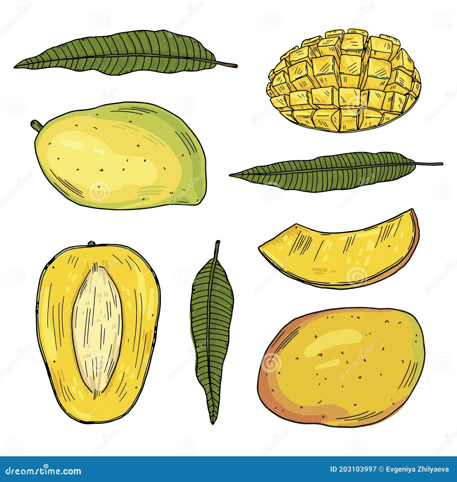 A Set Of Illustrations Of Mango Fruits In Different Types And Leaves Of ...