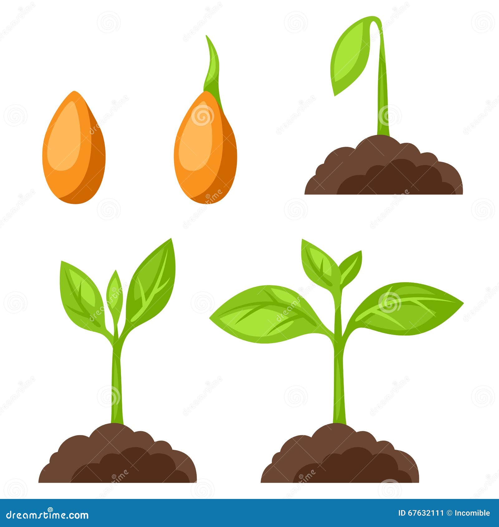 Phases Of Plant Growing. Evolution From Seed To Big Bush. Green Sprout ...