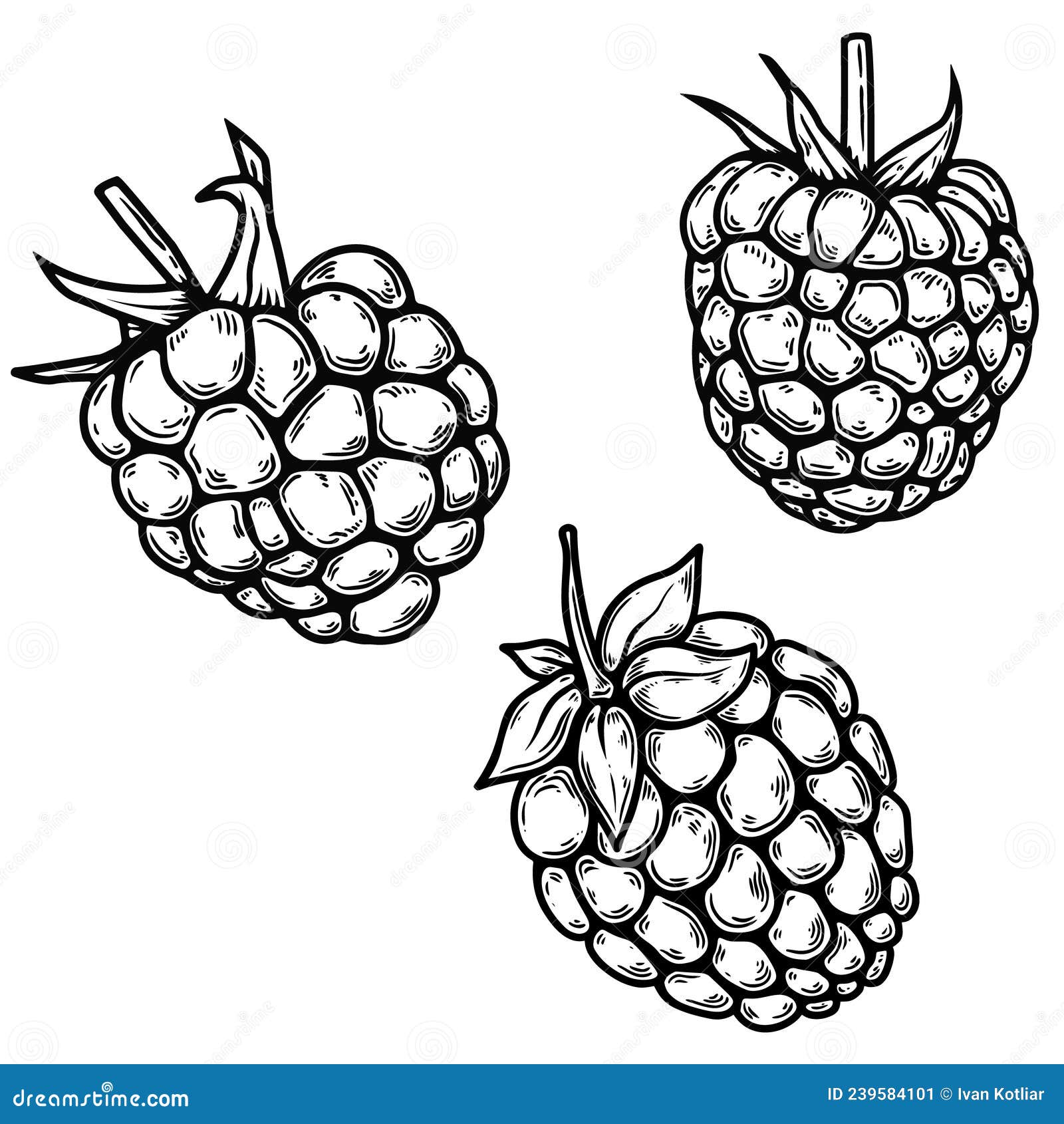 Set of Illustrations of Raspberry in Engraving Style. Design Element ...