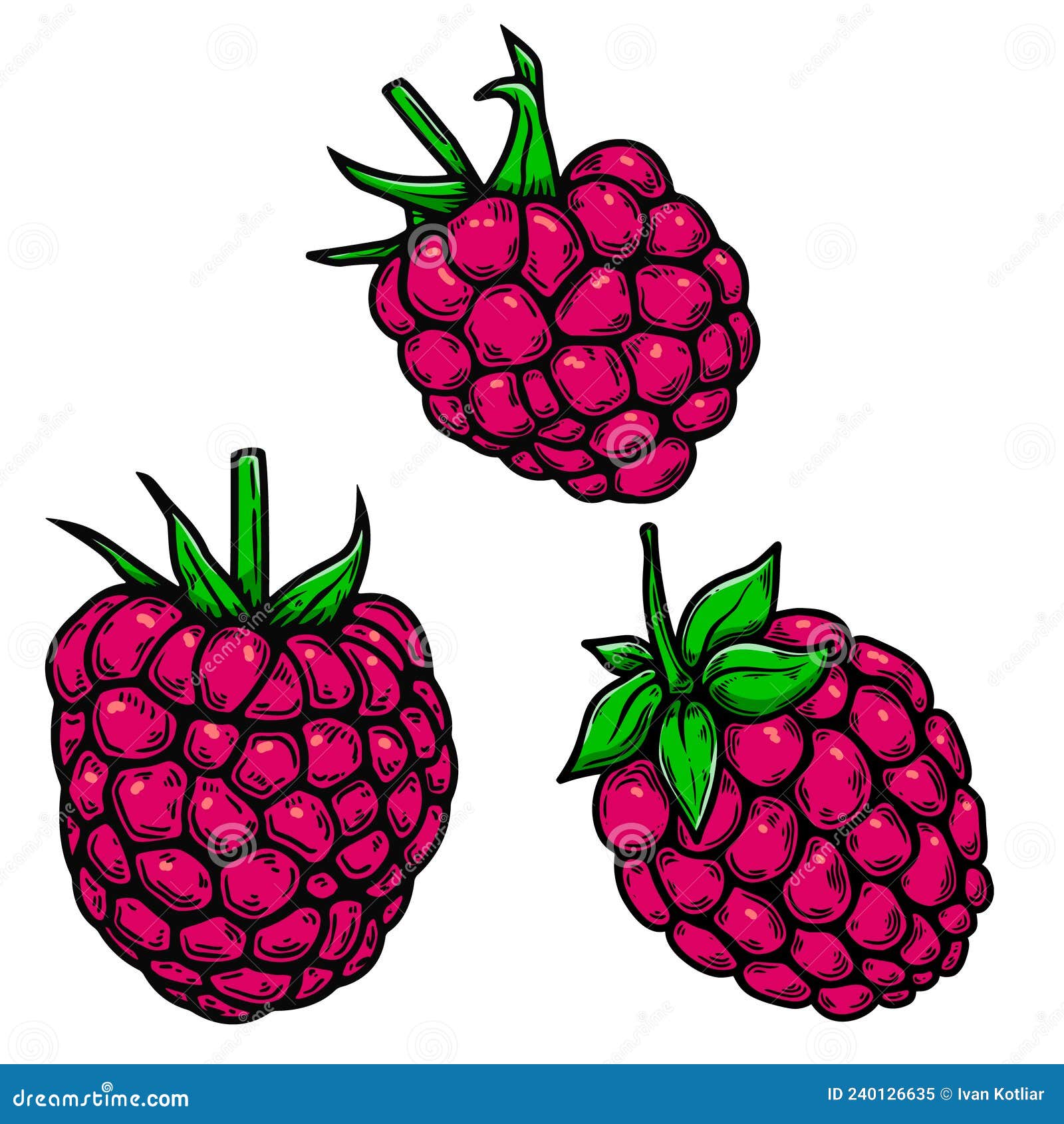 Set of Illustrations of Raspberry in Engraving Style. Design Element ...