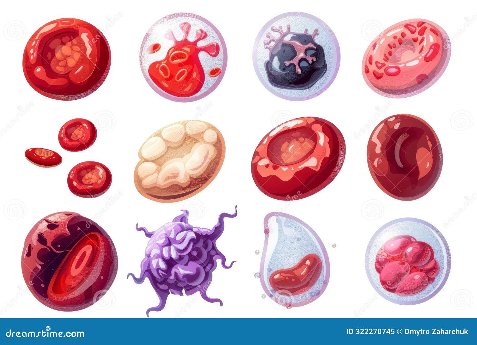 A Set Illustrations Showcasing Different Types Of Human Cells ...