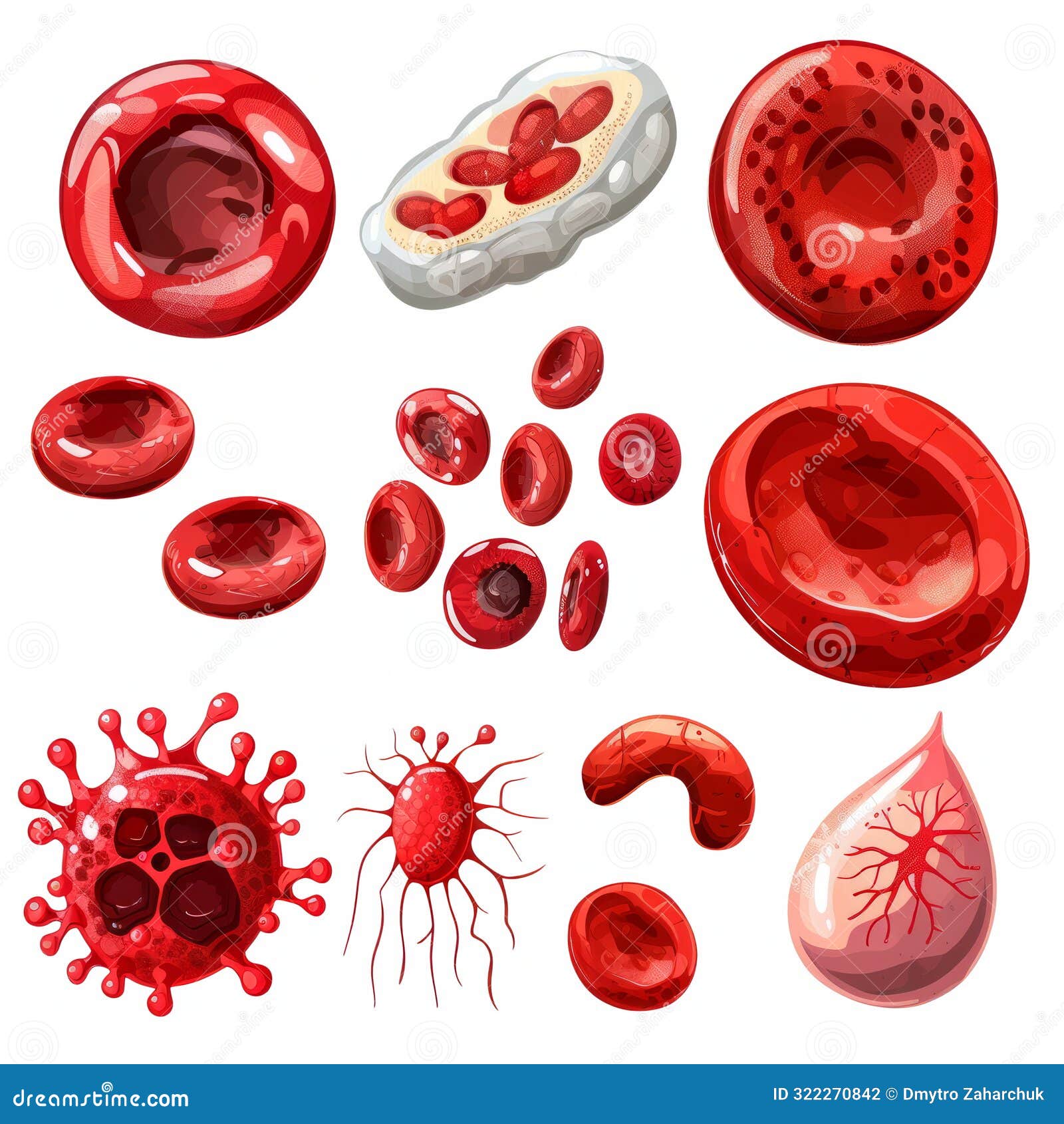 A Set Illustrations Showcasing Different Types of Human Cells ...