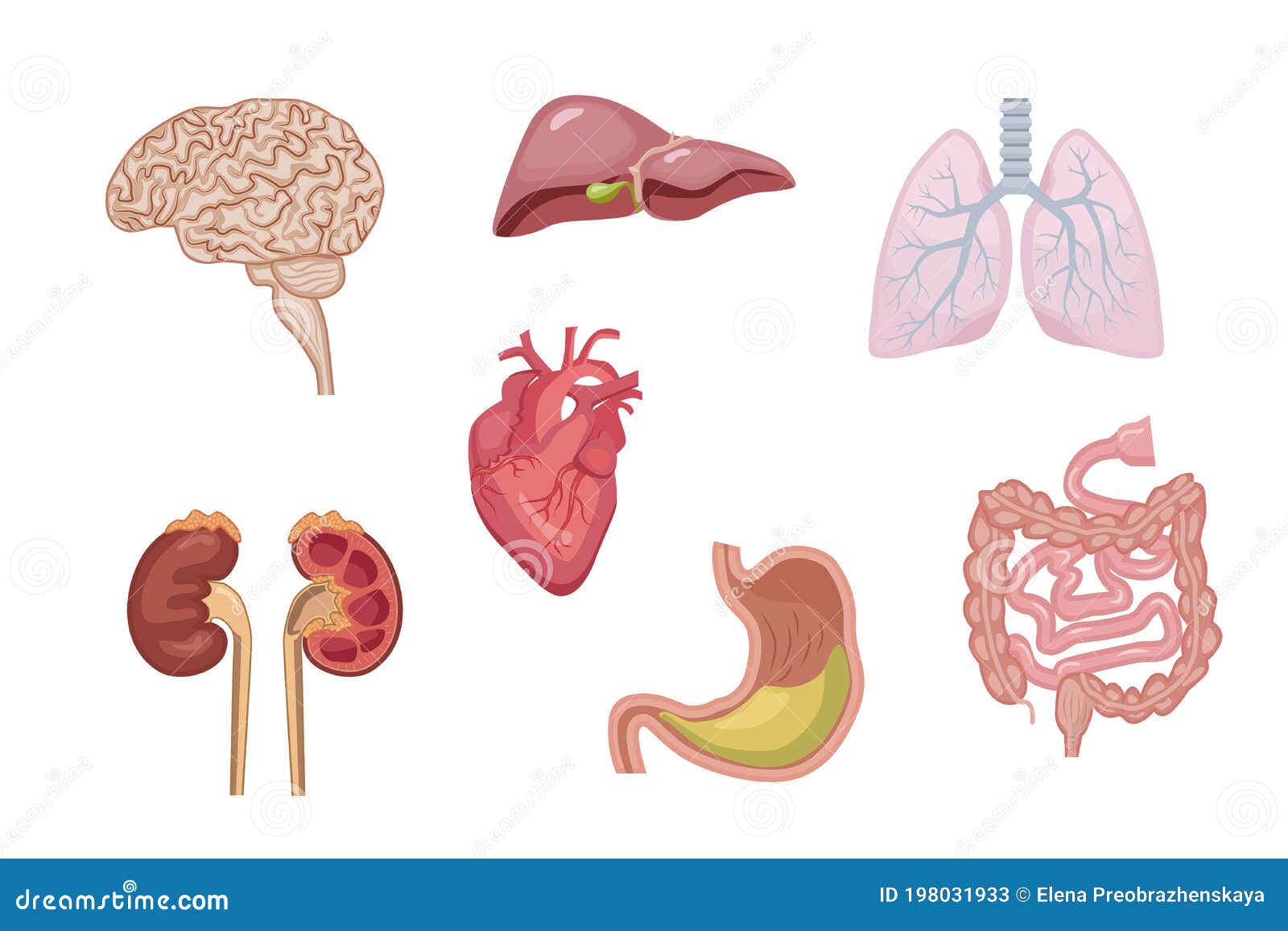 Set of Illustrations on the Topic of Anatomy. Internal Human Organs ...
