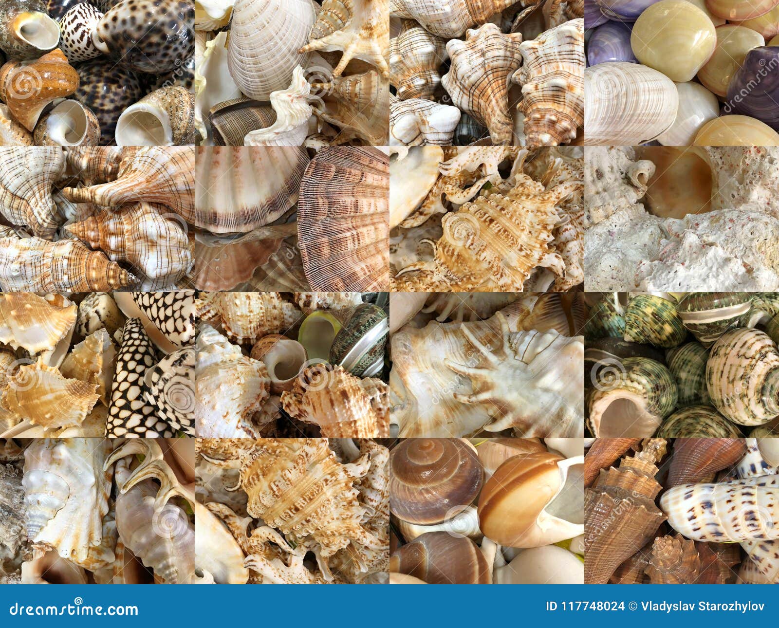 Set of Images of Different Types of Marine and Oceanic Shells Stock ...