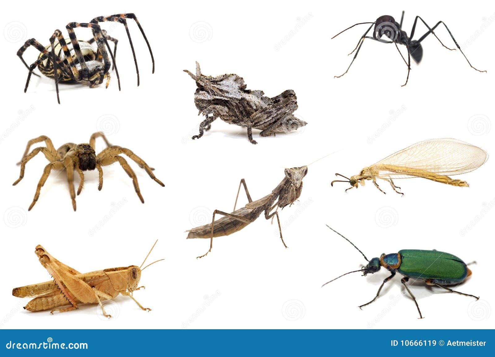 Insect Royalty-Free Stock Image | CartoonDealer.com #56321092