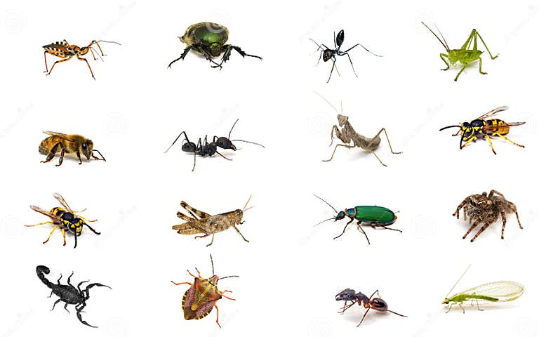 Set insects stock image. Image of antenna, animals, life - 21902625