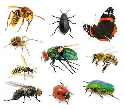 Set of insects stock photo. Image of insect, wasp, butterfly - 23426836